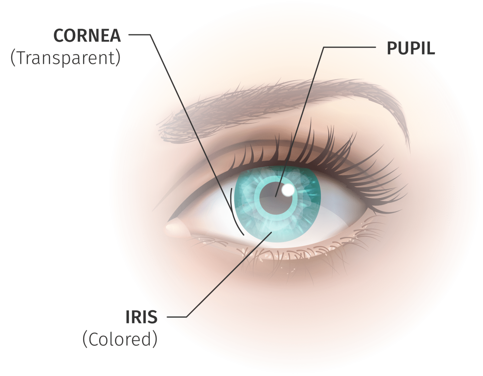 Tears - Diagnose and treat your dry eye